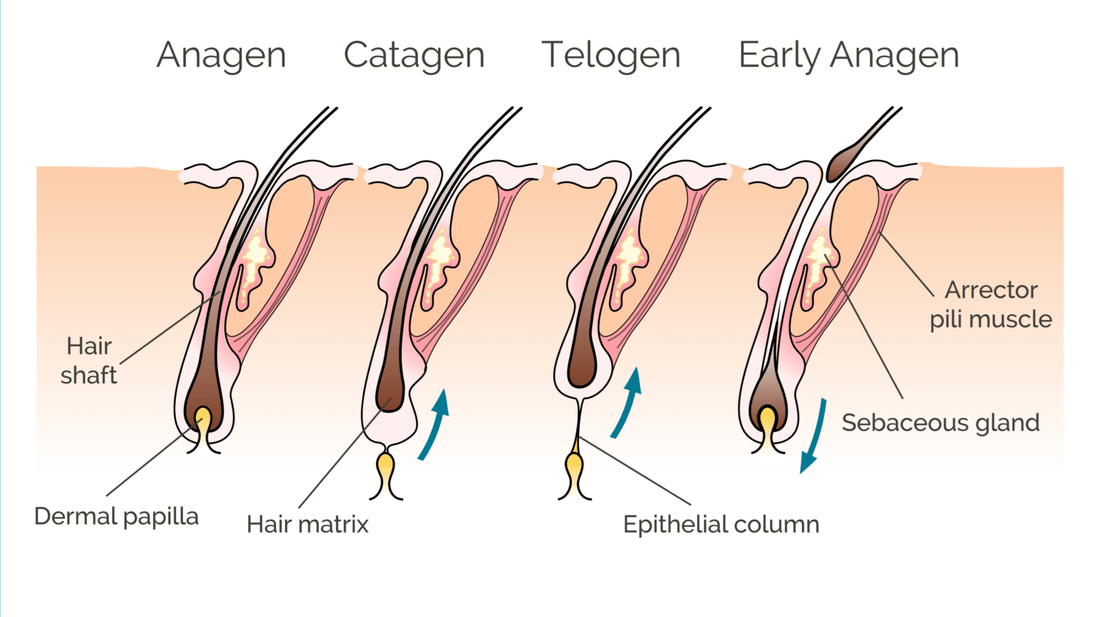 How Hair Regrows | Hair Growth Cycle Explained | Hair Transplants Los ...